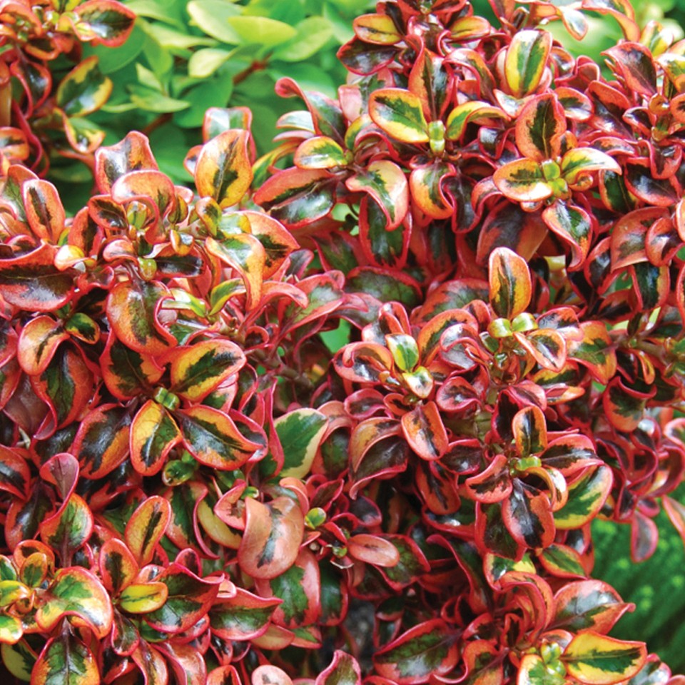 Coprosma Inferno Mirror Plant Upright Evergreen Colourful Outdoor ...