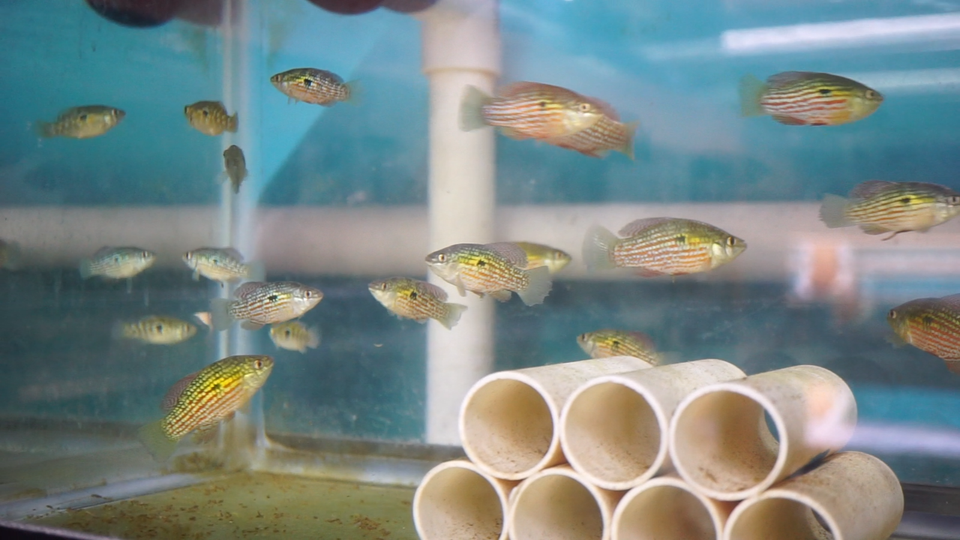 5 Florida Flag fish (Jordanella floridae) American Killifish | eBay