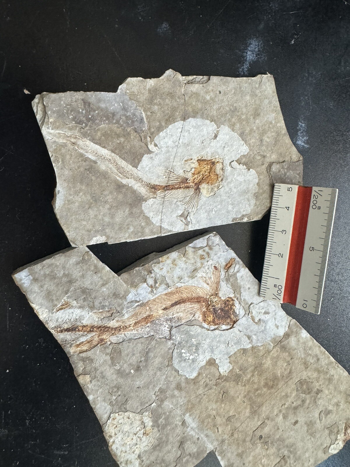 Une paire de très beaux fossiles de poissons, - Lycoptera | eBay