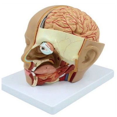 Human Head Anatomy Model Head Brain -Section Anatomy for Science6269 ...