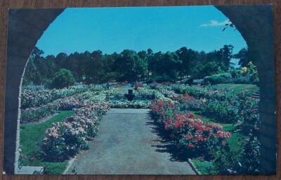 Vintage Color Photograph Postcard, Municipal Rose Garden, Tyler, Texas ...