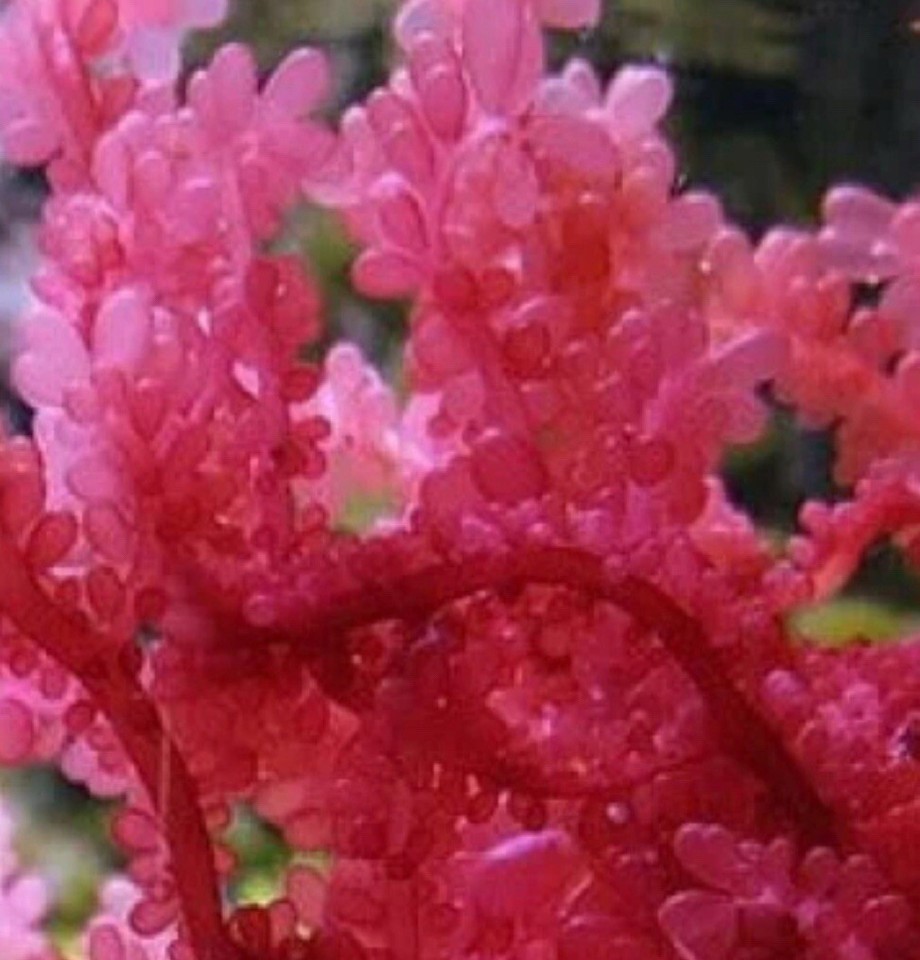 1/2 Cup Assorted Macroalgae ( Red Bubble, Chaeto, Red Ogo, Dragons ...