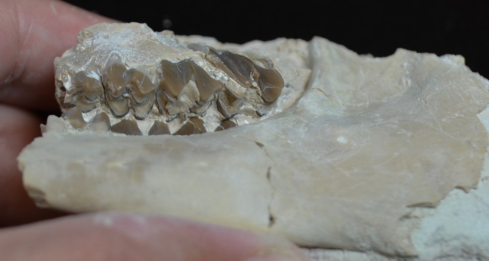 Oreodont Partial Skull, Leptauchenia decora, Fossil, Badlands ...