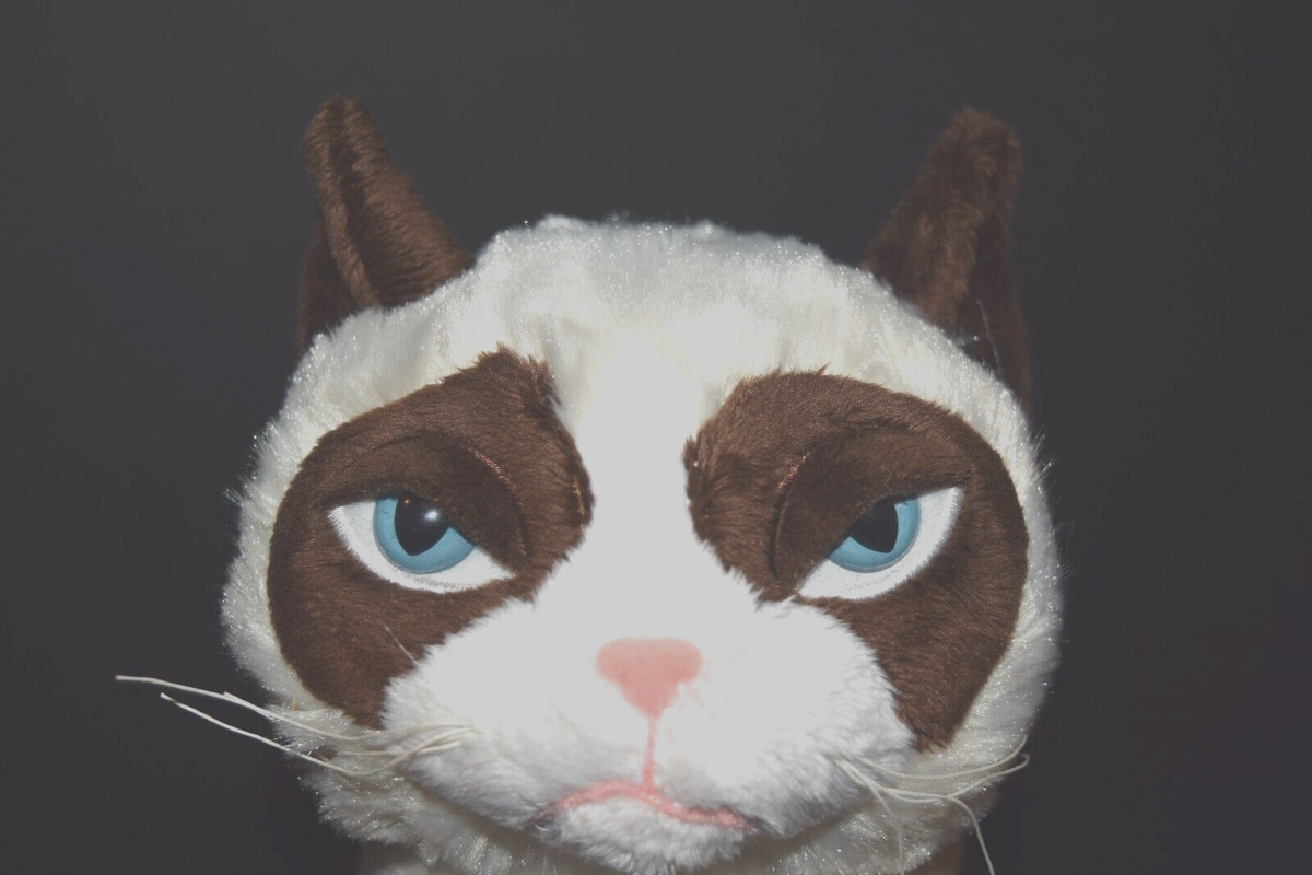Grumpy Cat Stofftier Ganz Amazon.com: Gund Grumpy Cat Plush Stuffed