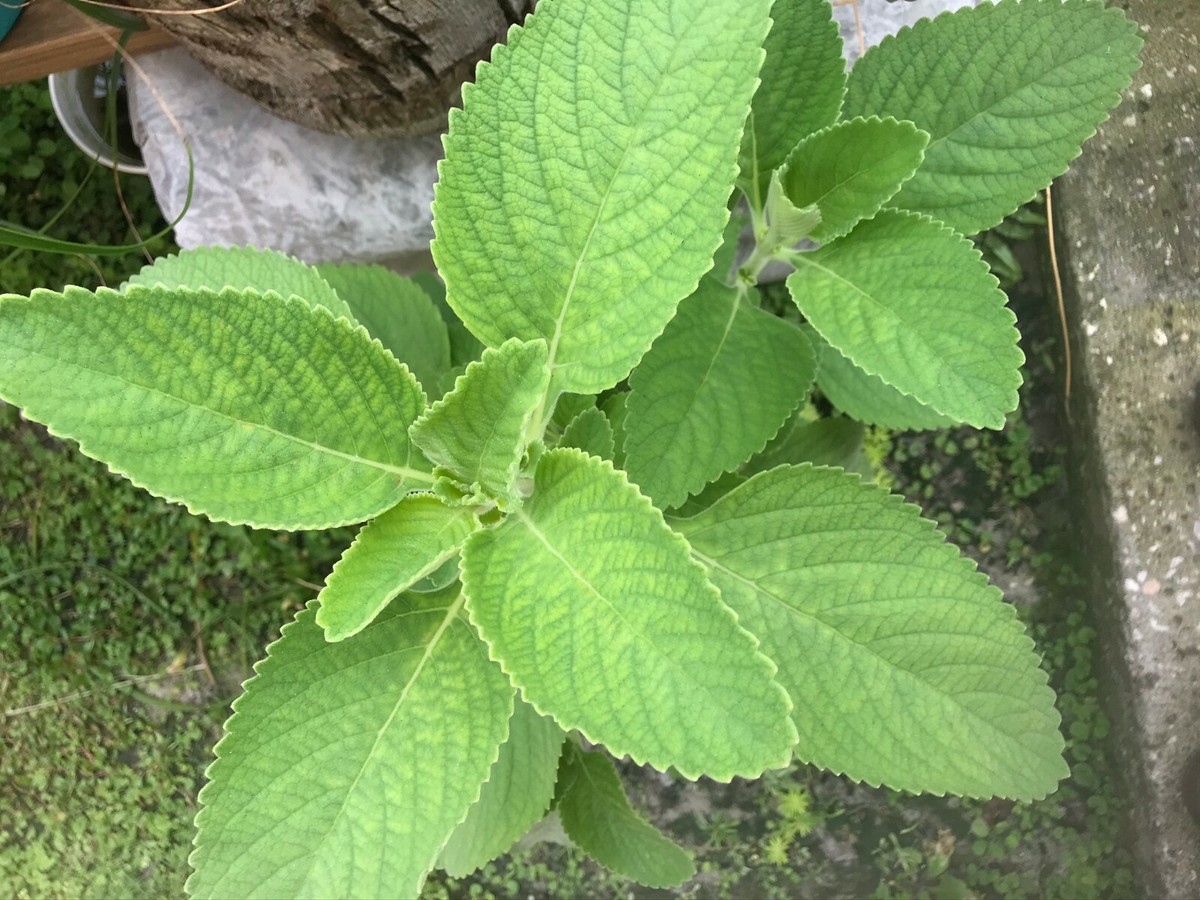 Plante De Forskoline