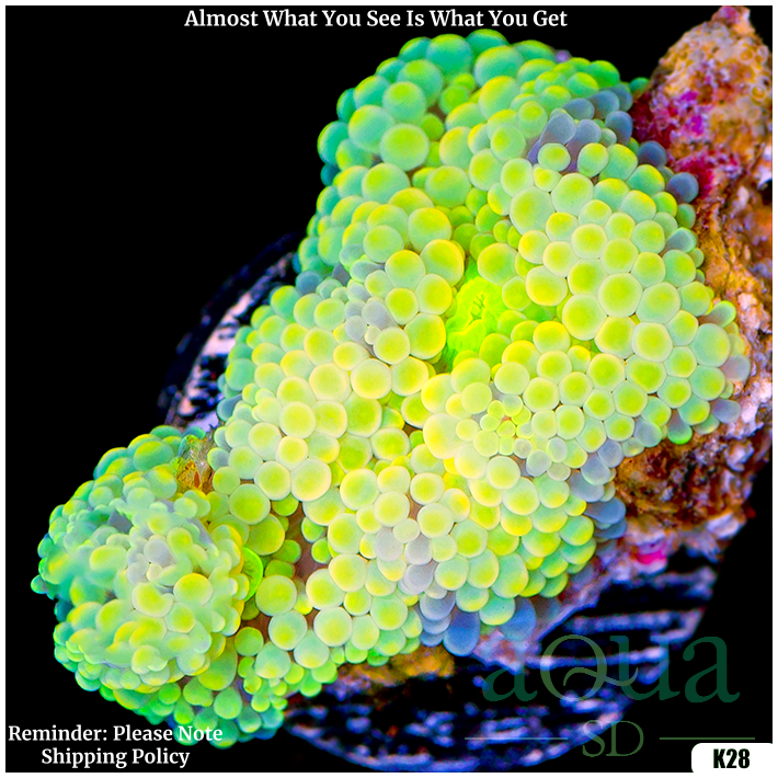 054 AquaSD Live Corals/Frags - Fl Ricordea - Aqua SD | eBay