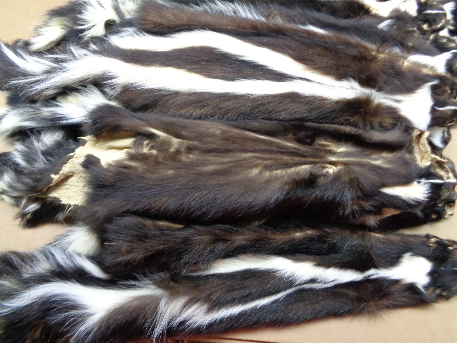 Professionally Tanned #2 L/XL prime striped skunk hide/fur/gag gift ...
