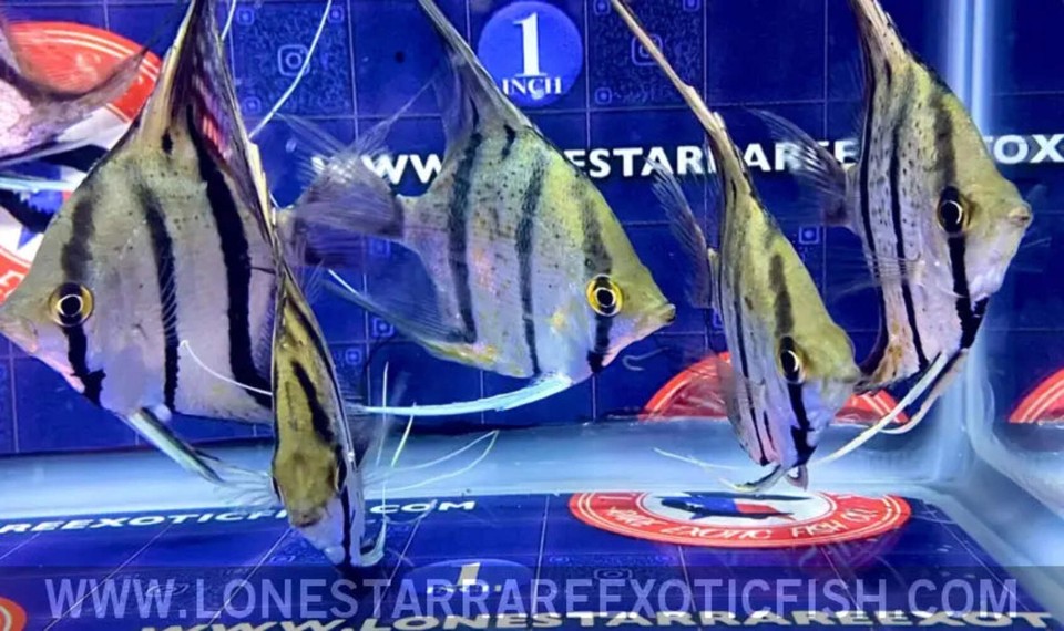 Peruvian Altum Angelfish / Pterophyllum scalare ’Rio Nanay’ - Live ...