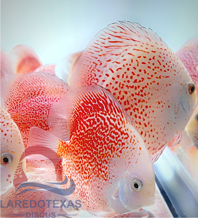 Snow Leopard 5”live Discus Fish -high Quality Grade A+++ | eBay