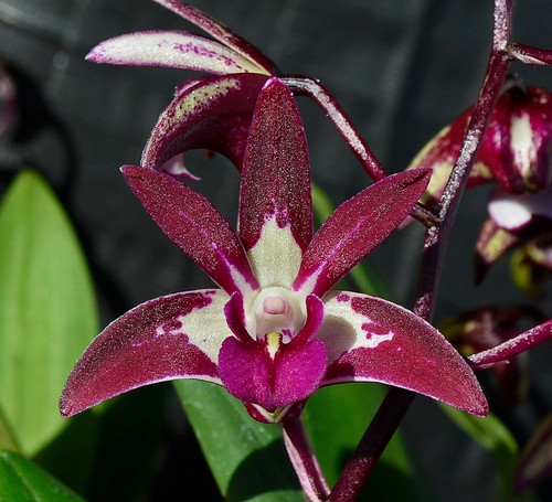 Orchid -Dendrobium Australian Bride 'Kim' x Bellinger Sheen 'Two Tone ...