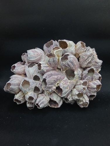 Large pink barnacle cluster 8.5"x7". Sea shell decor beach #11975 | eBay