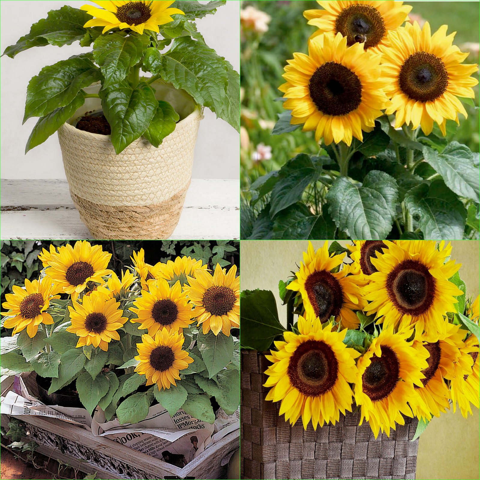 SUNFLOWER Flare Pot 10 seeds Grow FLOWERS Beautiful GARDEN | eBay Australia