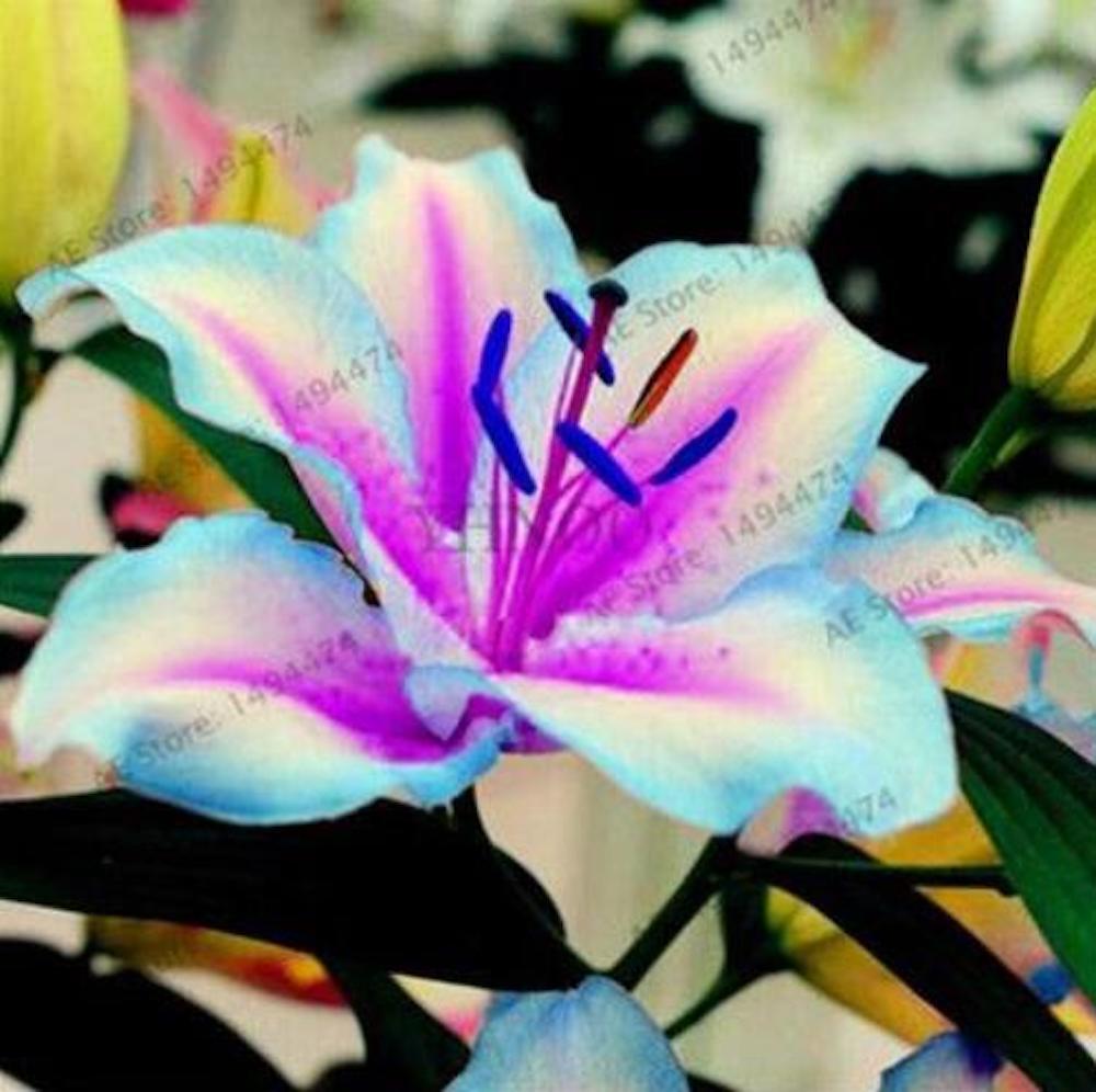 (10) LILY SEEDS rare exotic flower bloom home garden USA SELLER W ...
