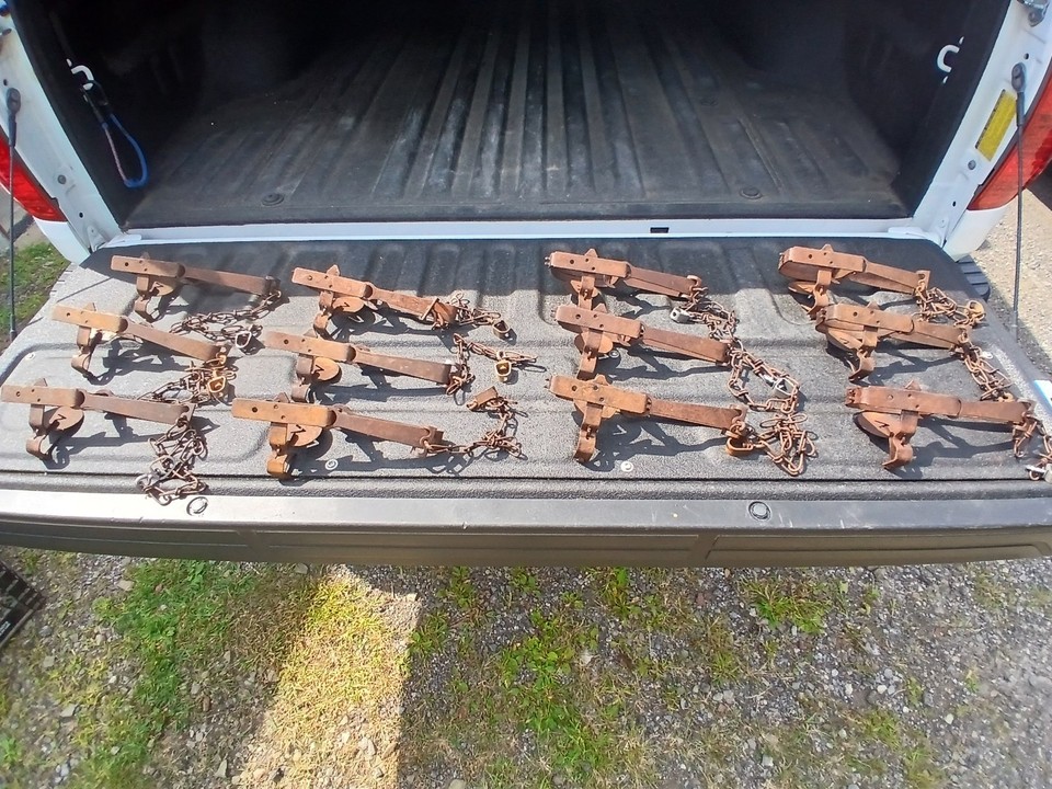 victor 1 1/2 long spring traps (New) ! 1 Dozen. | eBay