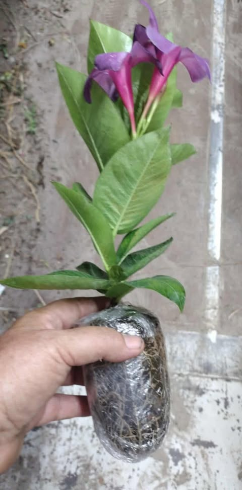 Bluephoria Mandevilla Live Starter Plant 6” | Ships Without Pot ...