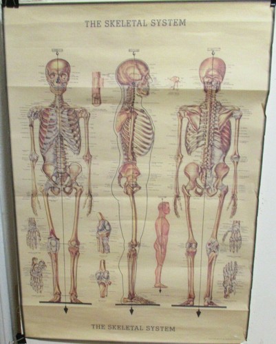 THE SKELETAL SYSTEM LARGE COLOR CHART POSTER | eBay