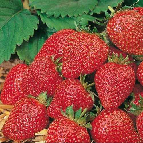 Strawberry 'Elan F1'. Plug Plant x 4. Trailing fruit. Everbearer | eBay UK