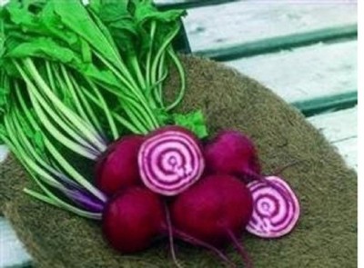 10 X Beetroot mult seeded MINI PLUG PLANTS CHOICE OF VARIETIES FREE ...