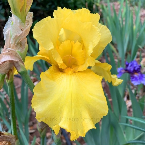 Tall Bearded Iris Rhizome "WELL ENDOWED" Joseph Ghio 1979 AWARD WINNER ...