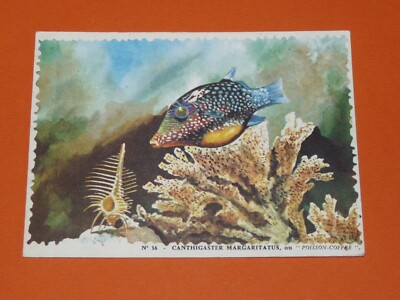CHROMO 1963 BISCOTTES REINETTE ALBUM OCEANOGRAPHIQUE #36 POISSON-COFFRE ...
