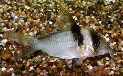 Corydoras Virginae - Rare & Elegant Catfish | eBay