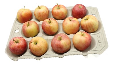 Apple Trays for Storing Apples with 12 Compartments Packs of 10, 20 or ...