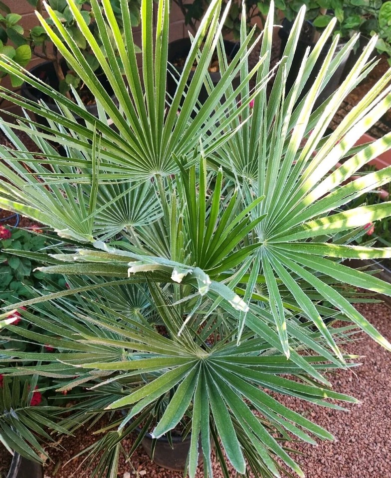 Mediterranean Fan / European Palm Tree, Chamaerops Humilis, 8Yrs, 3 Gal ...