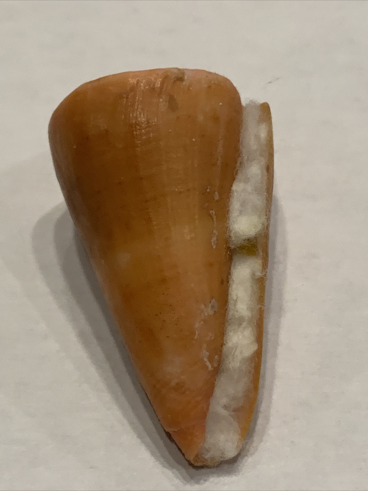 CONUS DAUCUS 46.19 mm BEAUTIFUL SPECIMEN Malmok Aruba | eBay