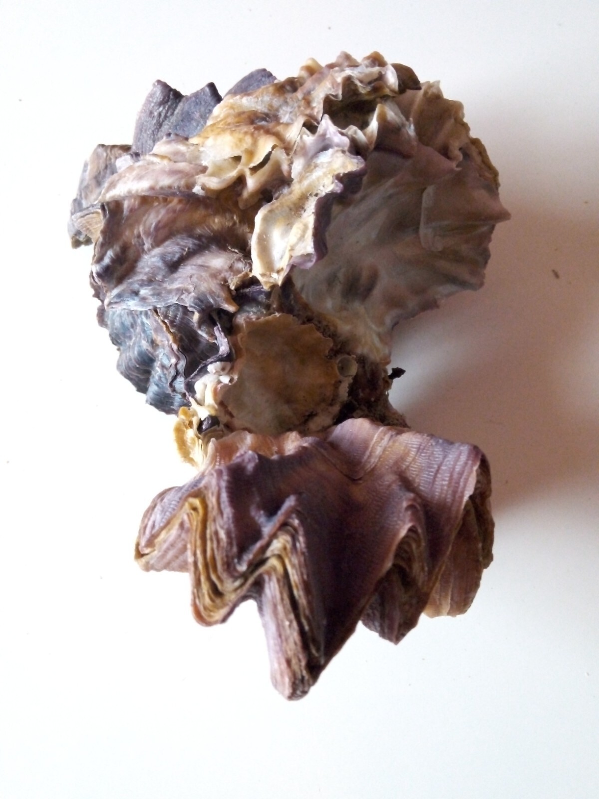 Lopha cristagalli Lopha cristagalli, the cockscomb oyster | eBay Australia