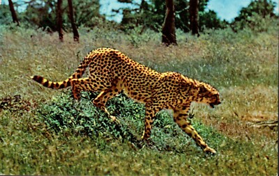 Postcard Cheetah African Wildlife | eBay