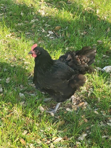 12 Fresh & Fertilized Barnyard Mix Hatching Eggs - Ayam Cemani Roosters ...