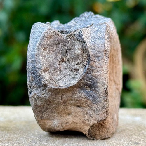 RARE Plesiosaur Vertebra Bone Fossil – Kimmeridge Clay, Jurassic – Wyke ...
