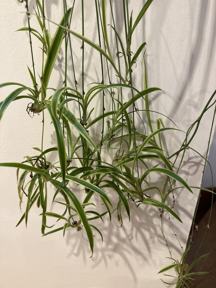Mature spider plant | eBay UK