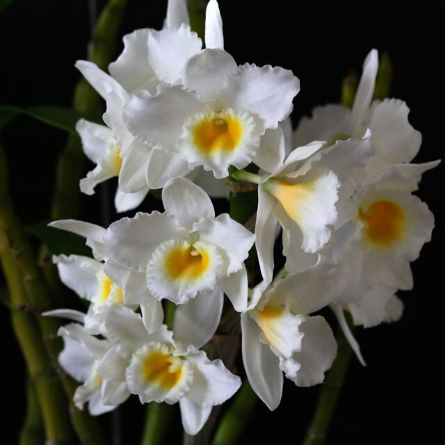 Dendrobium Honey moon "Sonata"4in super fragrant 45$ 4inch medium size | eBay