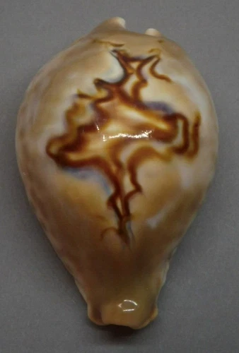 The Most Valuable Seashells (Rarest Sold For $8,000+) - VIP Art Fair