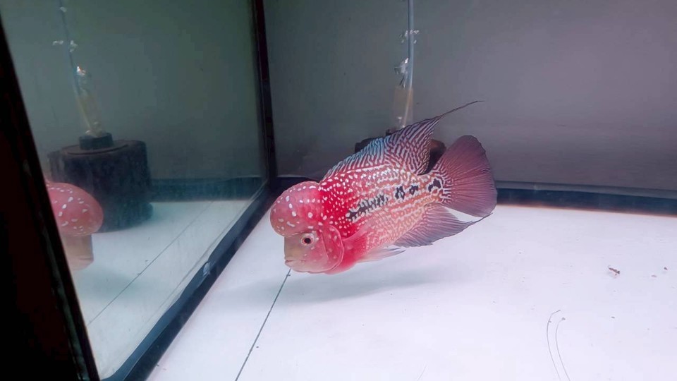 AAA kingKamfa live fish two-tone supper red male size 6" | eBay