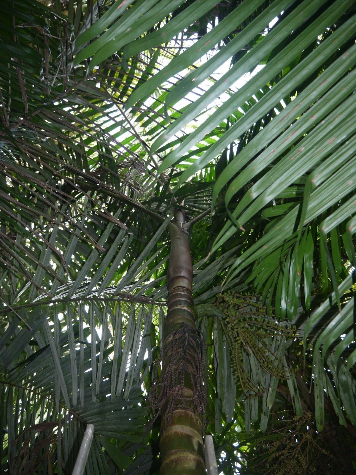 RARE PLANT COLLECTORS PALM .... Pinanga insignis.. SUPER FRESH SEEDS | eBay