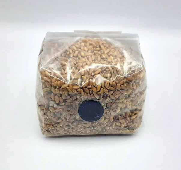 Sterilized Rye Berry Mushroom Grow Bag Substrate - Self Healing ...