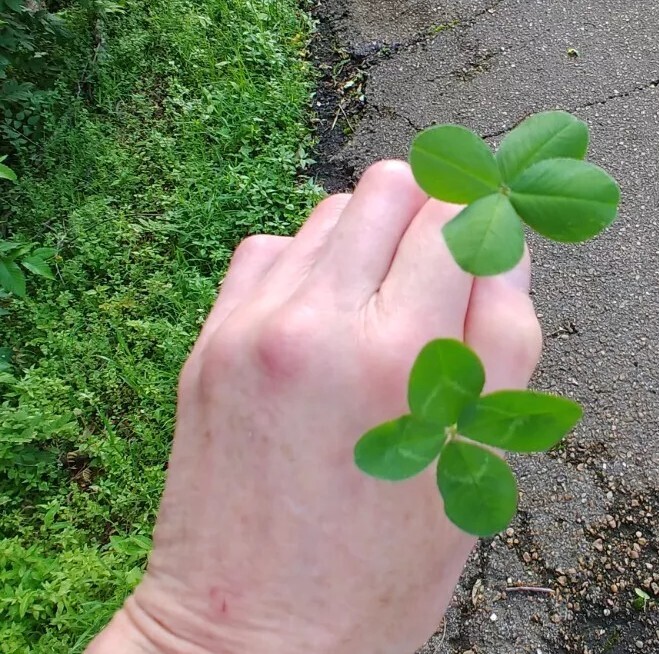 🍀LUCKY REAL Genuine 4 Leaf Clover 🍀Fresh Hand picked In Tennessee RARE ...