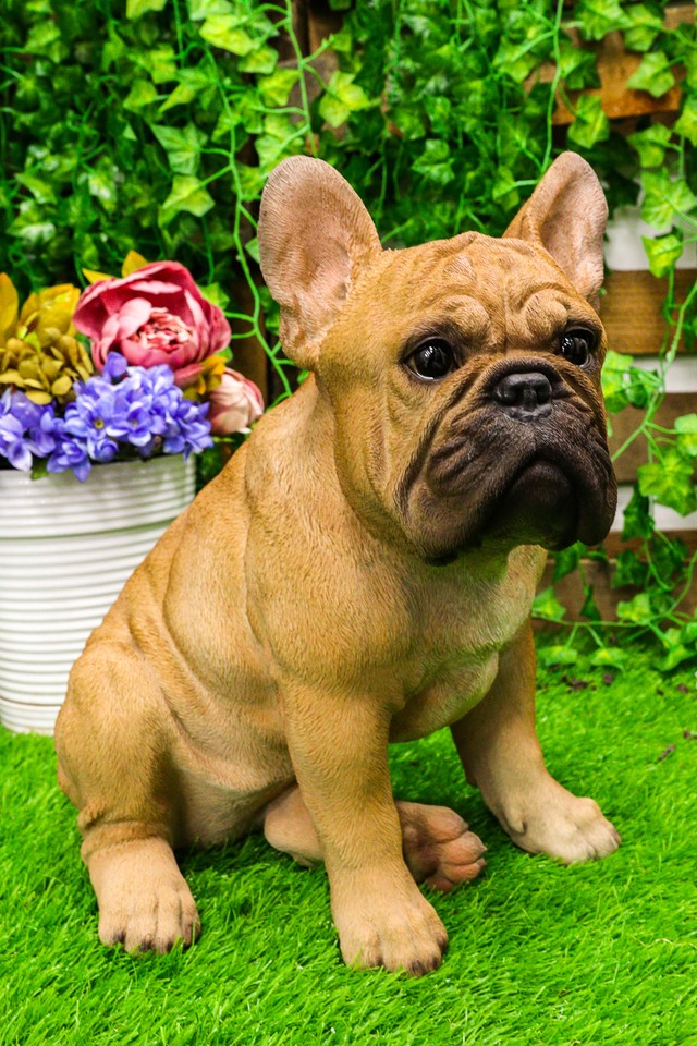 Large Lifelike Realistic French Bulldog Statue With Glass Eyes 15.75"H ...