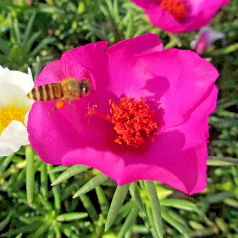 4000+ MOSS ROSE SEEDS 🌺 | HUMMINGBIRD GRANDIFLORA MIX | DOUBLE BLOOMS ...
