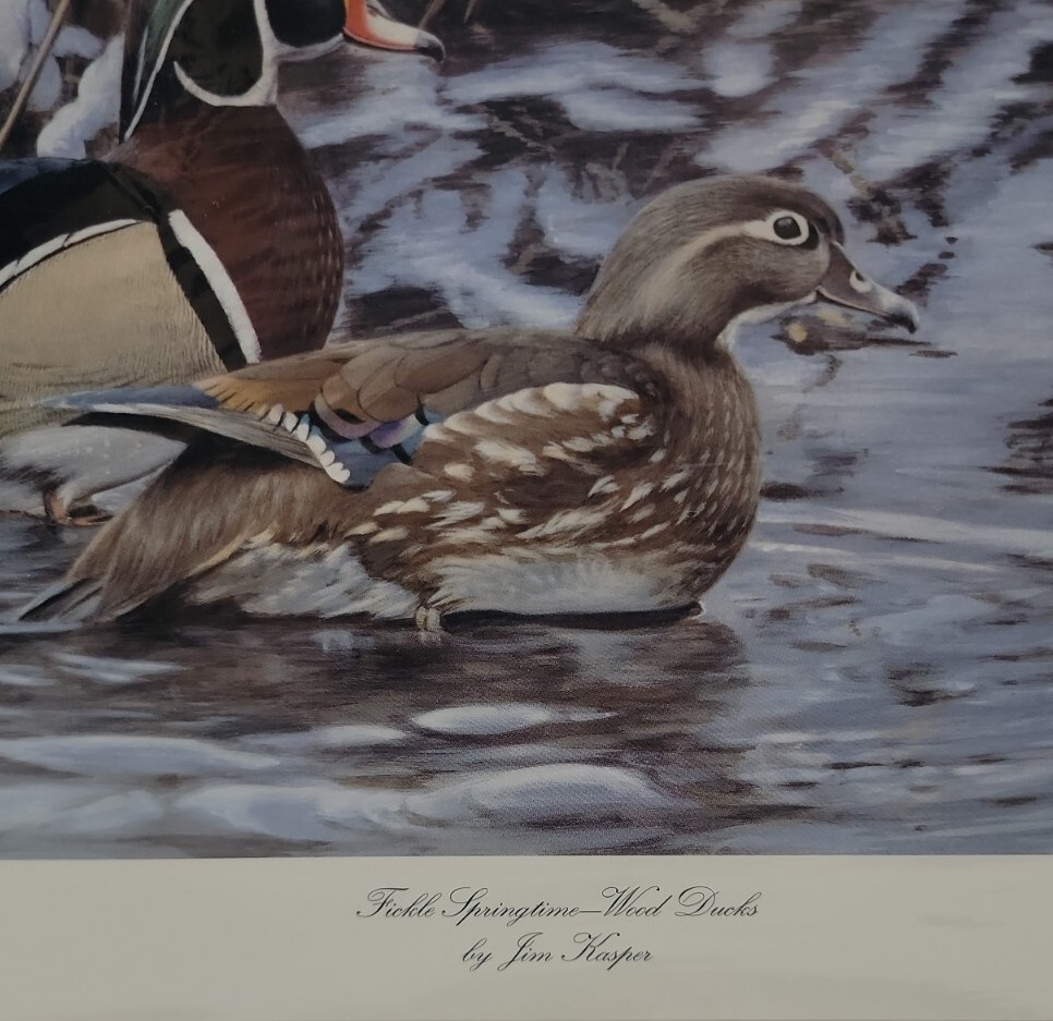 Fickle Springtime Wood Ducks Art Print By Jim Kasper - 13.75" x 10 ...