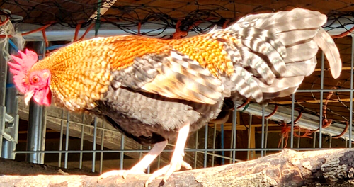 NPIP/AI CLEAN 6+ Old English Game Bantam MIX Chicken Hatching Eggs | eBay