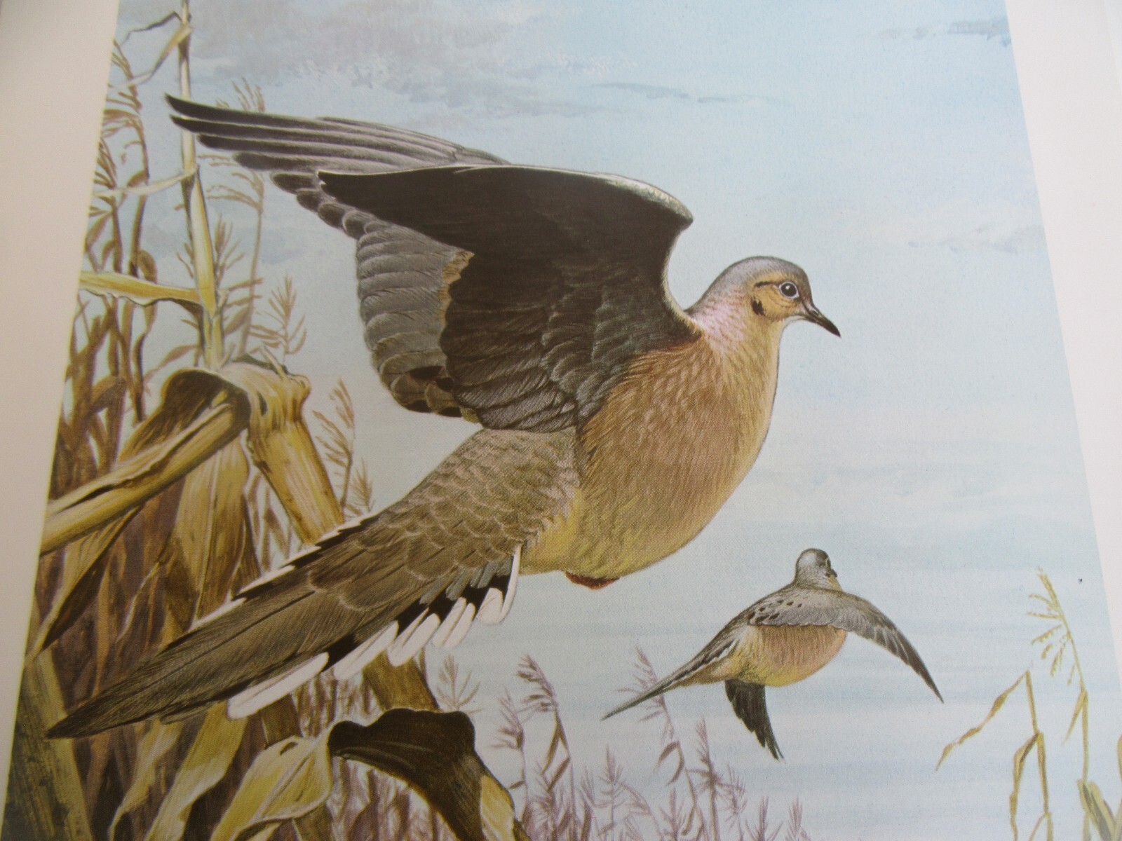 Vintage 1975 Ned Smith PA Game Mourning Doves Commission Unframed Print ...
