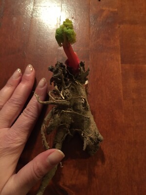 Victoria Rhubarb Crowns Xxl - 2 root Starters | eBay