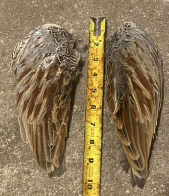 Pheasant Wings,Natural Feathers, FLY TYING FISHING HACKLE DRY FLY Dog ...