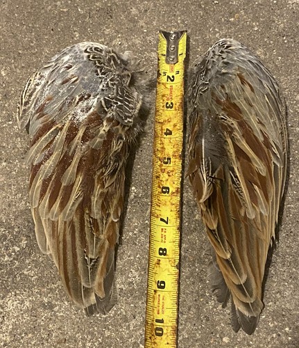 Pheasant Wings,Natural Feathers, FLY TYING FISHING HACKLE DRY FLY Dog ...