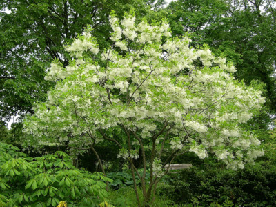 Fringe Tree seeds (Chionanthus virginicus), 5 seeds | eBay