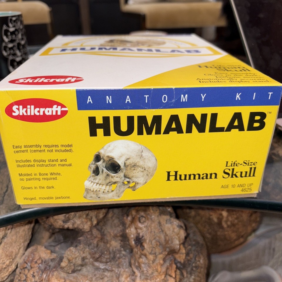 Life Size Human Skull Glow In The Dark Anatomy Kit Model Kit Creation Model | eBay