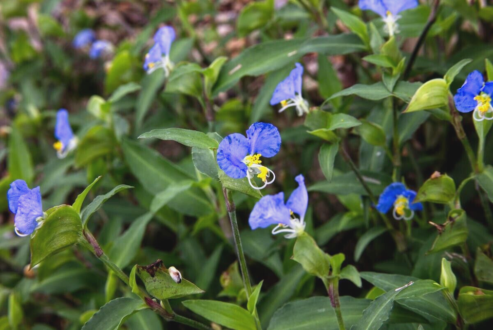 30+ Asiatic Dayflower Herb Seeds (Commelina communis) Organic, Heirloom ...